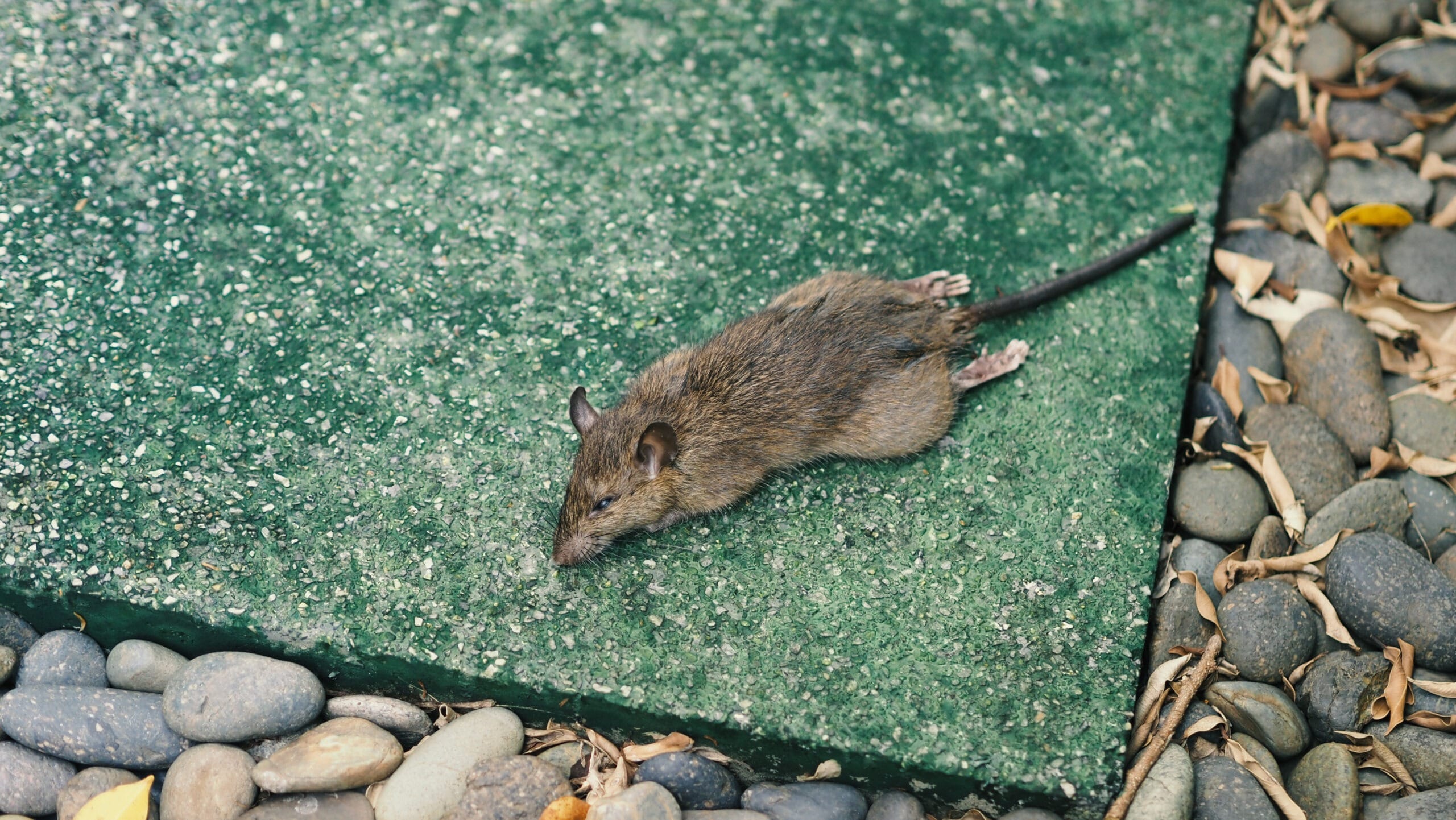 Controlling rats in industrial facilities - Urgence Faune