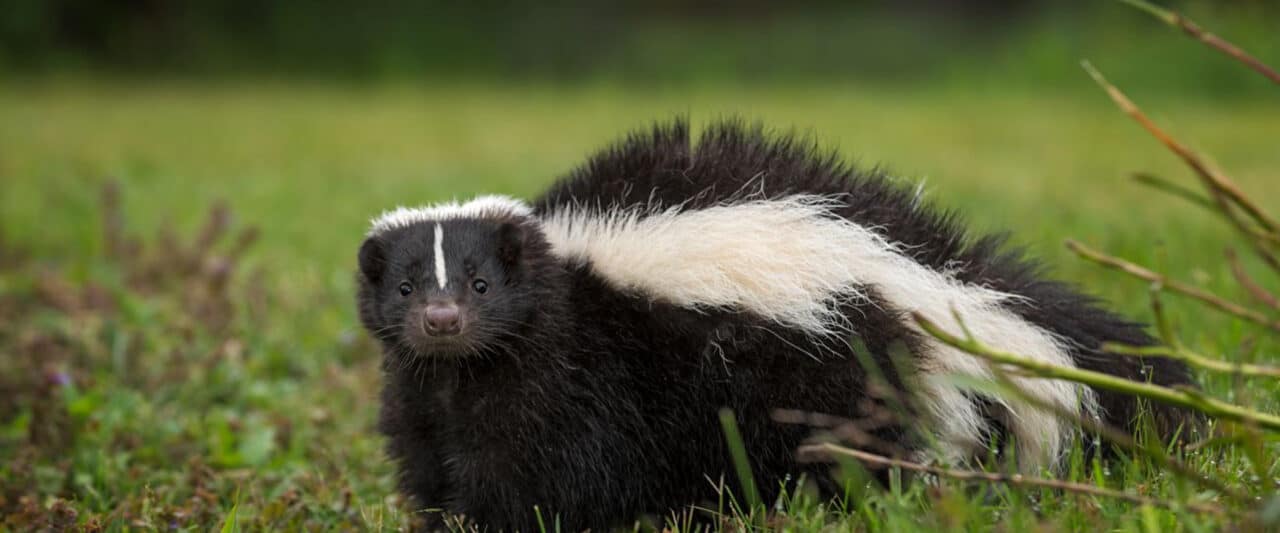 Comment se débarrasser des moufettes? - Urgence Faune