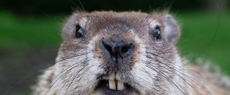 Comment se débarrasser des marmottes? - Urgence Faune