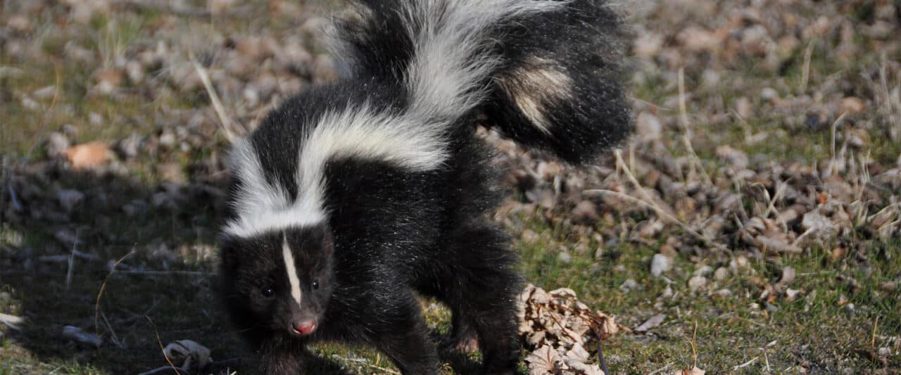 Comment enlever l’odeur de moufette et combien de temps dure-t-elle ...